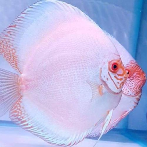 Jual DISCUS WHITE BUTTERFLY 2INCH/ikan discus air tawar - 1CM, TIDAK ...
