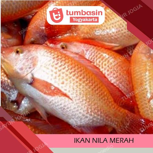 Jual Ikan Nila Merah / 500 gram ( Ikan Segar Jogja ) - Kota Yogyakarta ...