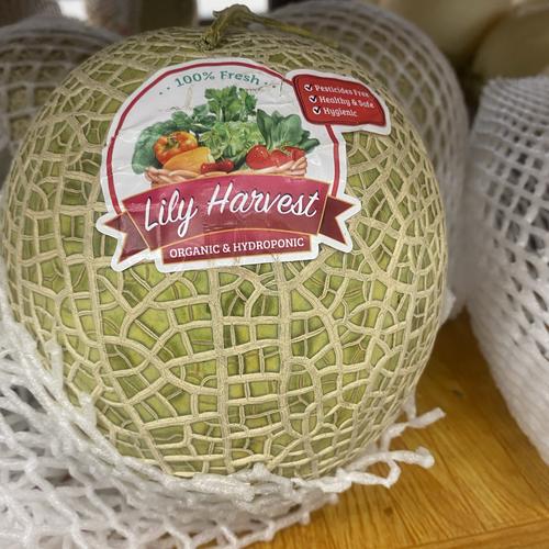 Jual MELON FUJISAWA MANIS/ MELON DAGING OREN FUJISAWA LILY HARVEST 1,3 ...