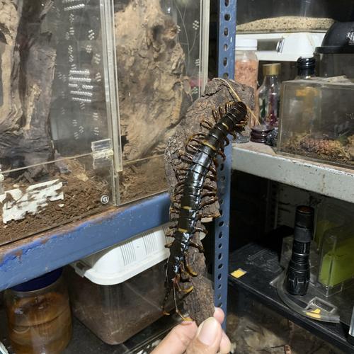 Jual Centipede black java/scolopendra jumbo - Jakarta Utara ...