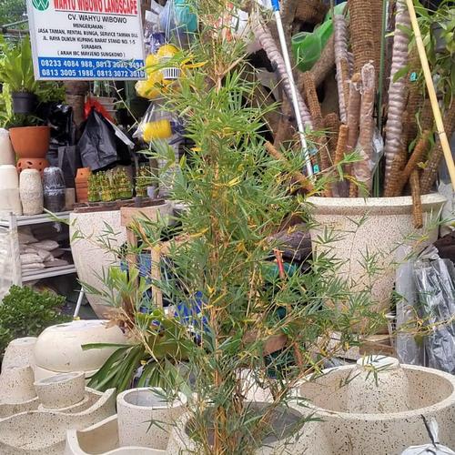 Jual bambu kuning mini/ pring kuning cacing batang kecil. - Kota ...