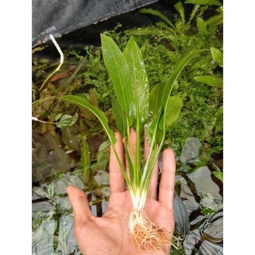 Jual Echinodorus Amazonicus ( Amazon Sword ) Tanaman Hias Aquascape ...