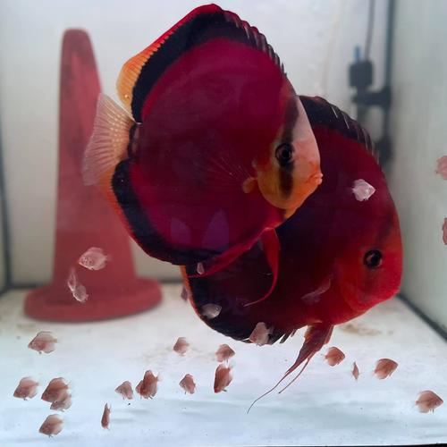 Jual DISCUS SANMERAH BLUERIM/RED COVER 2INCH/ikan discus air tawar ...
