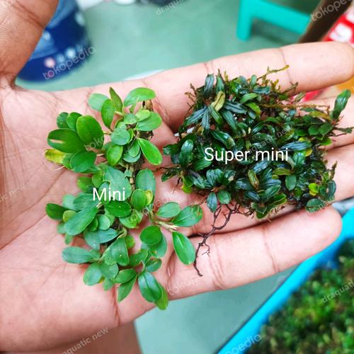 Jual Bucephalandra Micro Supermini Tanaman Air Aquascape - Jakarta ...