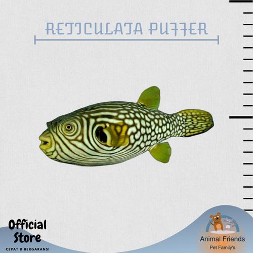 Jual IKAN HIAS BUNTAL AIR TAWAR / RETICULATED PUFFER FISH - Kota ...