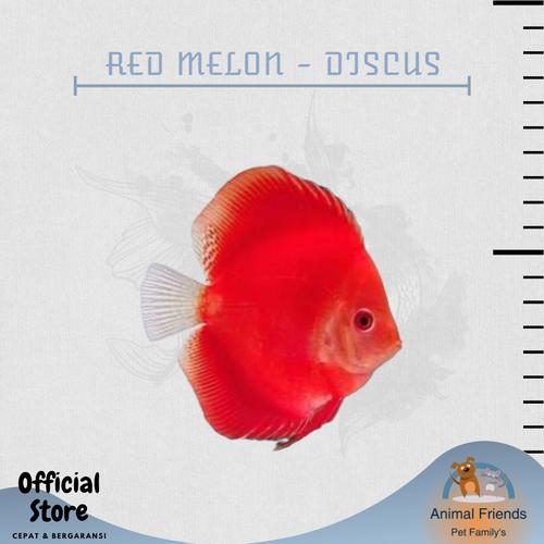 Jual IKAN HIAS DISCUS SUN RED - Kota Tangerang - ANIMALS FRIEND | Tokopedia