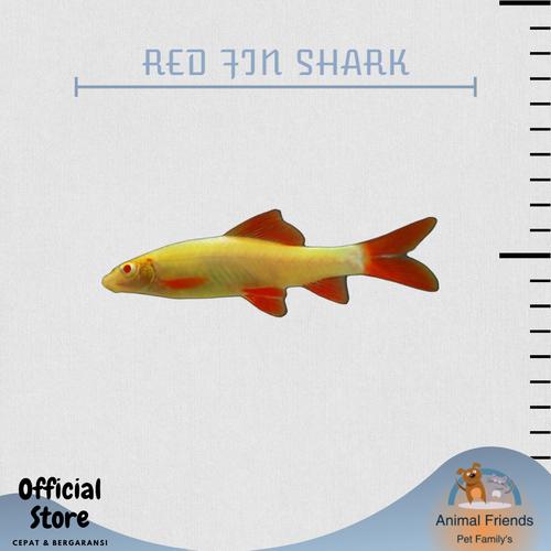 Jual IKAN HIAS RED FIN SHARK - Kota Tangerang - ANIMALS FRIEND | Tokopedia