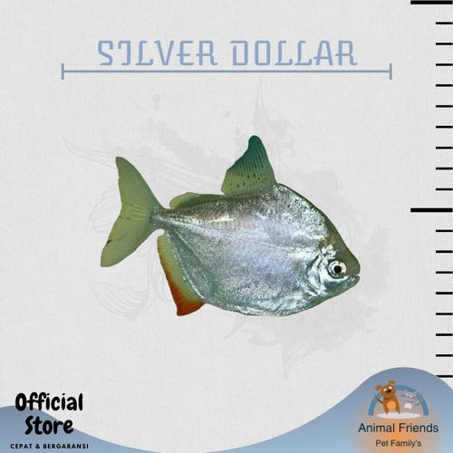 Jual IKAN HIAS SILVER DOLLAR - Kota Tangerang - Animal Friends ID ...