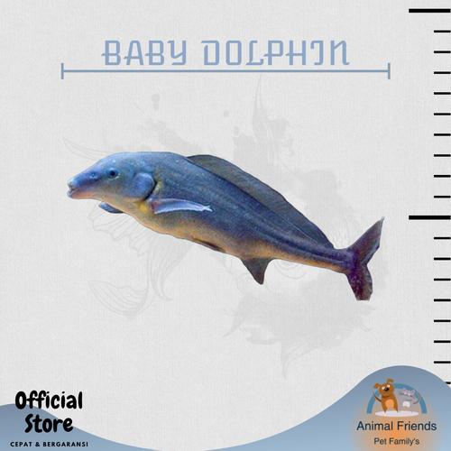 Jual IKAN HIAS BABY DOLPHIN AIR TAWAR / MORMYRUS LONGIROSTRIS - Kota ...