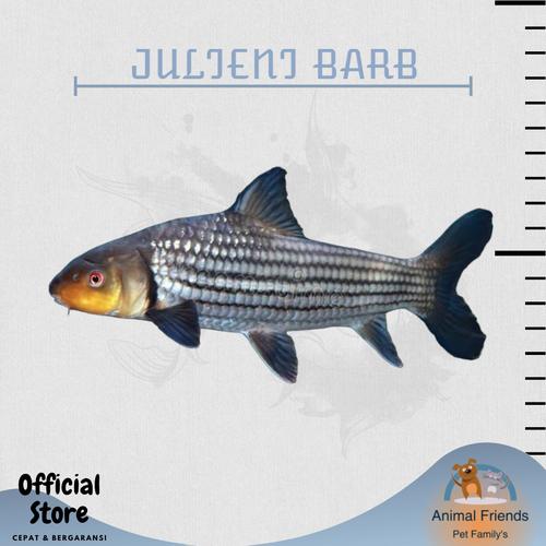 Promo Ikan Hias Julieni Barb / Tankmate Eksotis Ukuran 12 cm - Kota ...