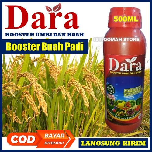 Jual Booster Buah Padi DARA 500ML Obat Pengisian Bulir Padi Bagus Ampuh ...