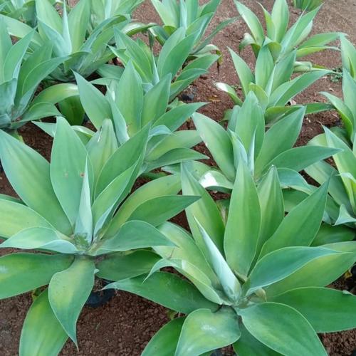 Jual tanaman siklok atteunata big super - Kota Tangerang Selatan ...