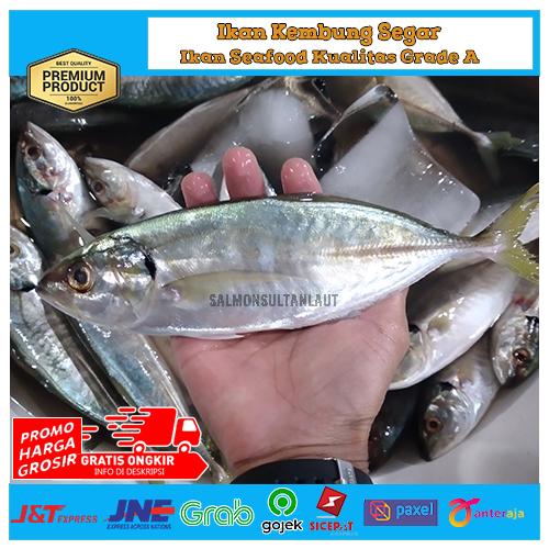 Jual Ikan Kembung Banjar 1kg | Ikan Kembung Segar - Ikan Laut Murah ...