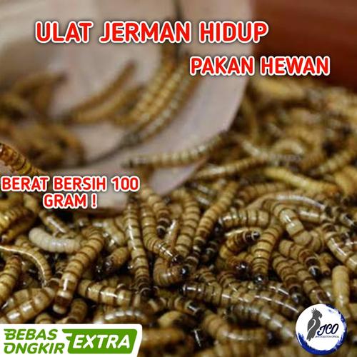 Jual ULAT JERMAN HIDUP PAKAN BURUNG IKAN PREDATOR ULET JERMAN 100GR ...