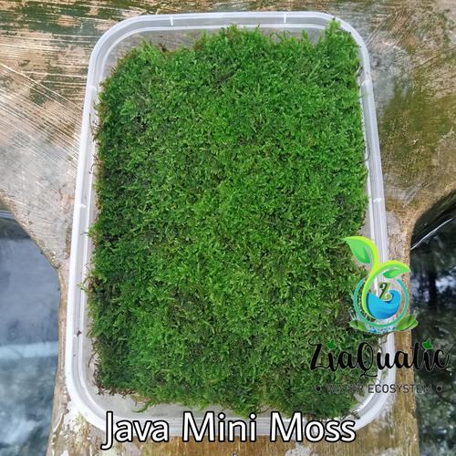 Jual Moss Paludarium Terarium - Java Mini Darat Moss Porsi 12×20cm ...