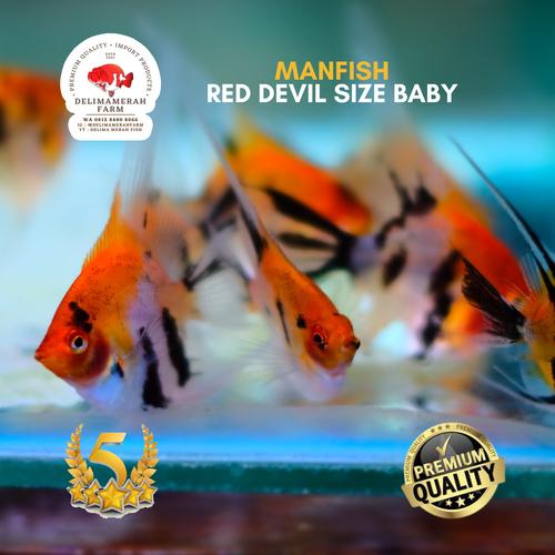 Jual IKAN HIAS MANFISH RED DEVIL SIZE BABY PREMIUM GOOD QUALITY - Kota ...