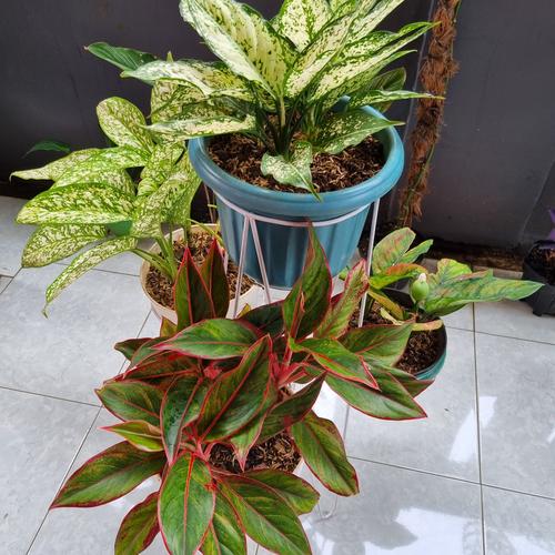 Jual STANDING POT BUNGA 4 LUBANG 70×20CM/RAK BUNGA/POT BUNGA BESI ...