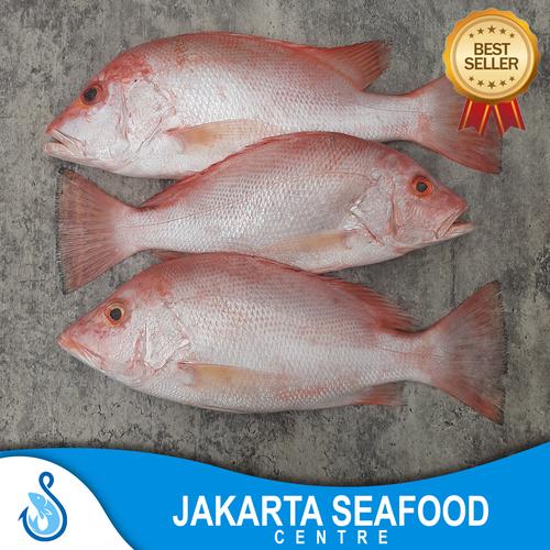 Jual Ikan Kakap Merah / Red Snapper Segar 1kg Isi 2-3 Ekor - Ikan ...