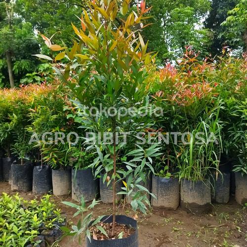 Jual bibit tanaman hias pucuk merah tinggi 1 meter pohon untuk pagar ...