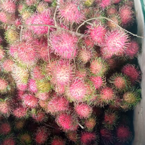 Jual buah rambutan manis curah per 1 kg - Jakarta Utara - TOKO BUAH ...