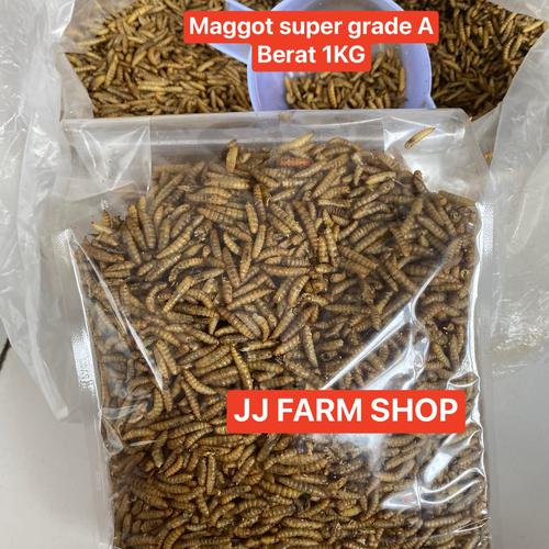Jual Maggot bsf kering oven 1Kg magot kualitas grade OK pakan ikan ...