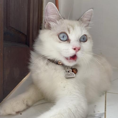 Jual Kucing Kitten Ras Ragdoll, Persia, Bengal, Himalayan, BSH, Pure ...