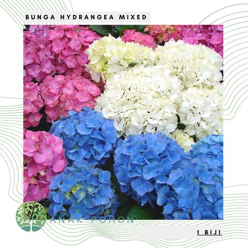 Jual Benih Bibit Biji - Bunga Hydrangea Mix Warna Hortensia Flower ...