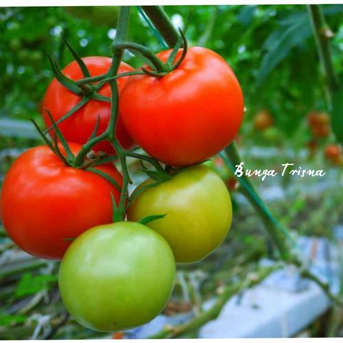 Jual Tanaman buah tomat cherry / Tanaman sayuran plus pot - Jakarta ...