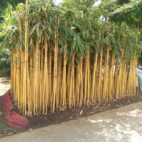Jual bambu kuning panda hias - Kota Tangerang Selatan - SAVANALANDSCAPE ...
