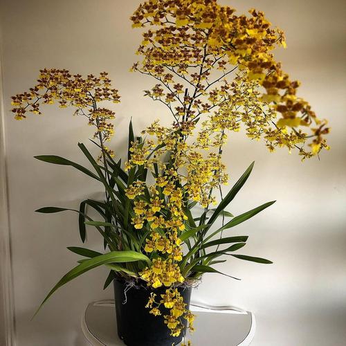Jual Tanaman anggrek kuning dancing lady/golden shower (Oncidium goldiana) - Kab. Jember - G ...
