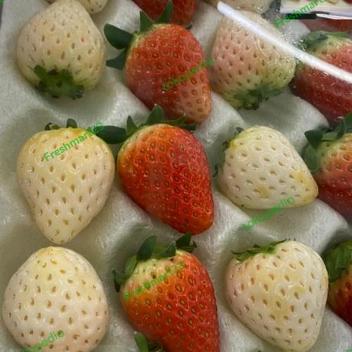 Jual STRAWBERRY JEPANG DECORATION OKJOG FARM 330GR/ STRAWBERY JEPANG ...