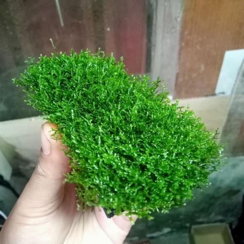 Jual Moss ricardia media pakis tanaman aquascape aquarium - Kab ...