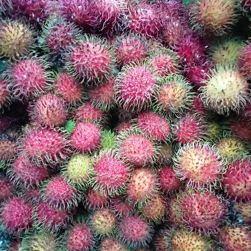Jual buah rambutan segar 1 ikat - Jakarta Timur - Alesha fruit shop ...