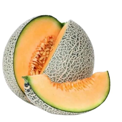 Jual Melon Cantelop Hydroponik - Total Buah - Jakarta Selatan - Total ...
