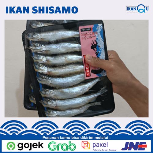 Jual Ikan Shisamo Segar / Ikan Capelin Grade A / Shisamo Fish Premium ...