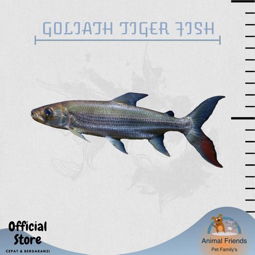 Promo IKAN PREDATOR GOLIATH TIGER FISH Cicil 0% 3x - Kota Tangerang ...