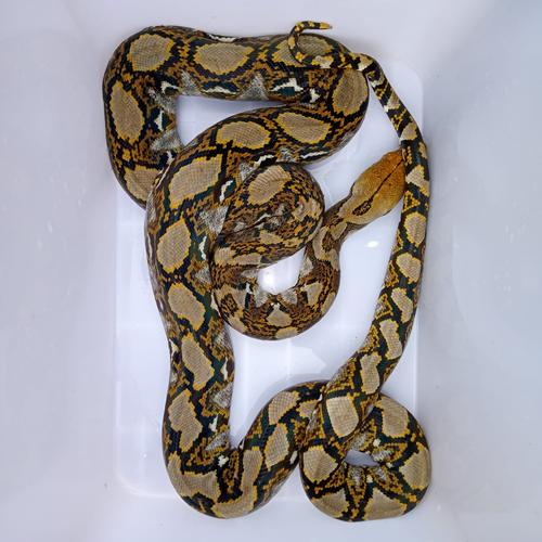 Jual ular pyton jinak - Kab.Ciamis - GAMORA LED | Tokopedia