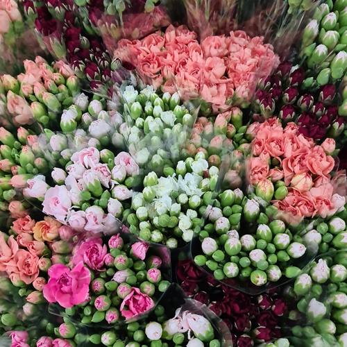 Jual Bunga Carnation/Anyelir (Bunga Segar Jakarta) - Pink Standar ...