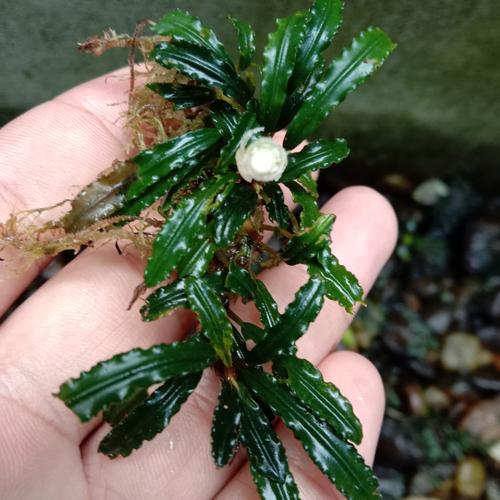 Jual buce velvet - Kab. Sekadau - Boboho_plantshop | Tokopedia