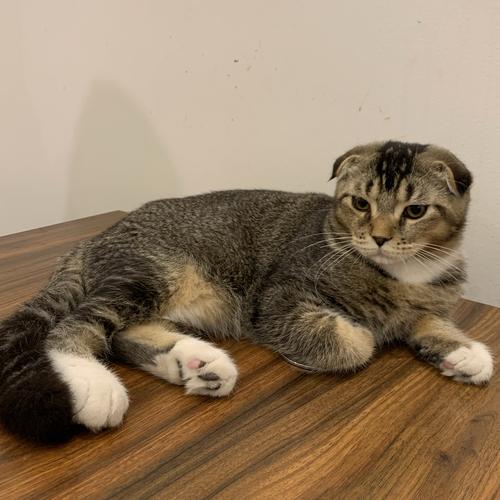 Jual Kucing Scottish Fold Maine Coon Mix - Jantan 5 Bulan (Abu Gelap ...