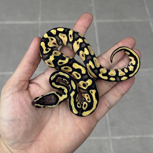 Jual Ball python gravel pastel or ball python yellowbelly pastel - Kab ...