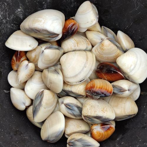 Jual Kerang Lokan Segar Fresh 100% Hidup ( Geloina Erosa ) Kerang Hidup ...