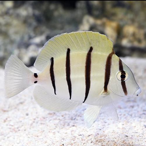 Jual botana zebra convict tang ikan botana aquarium laut - Jakarta ...