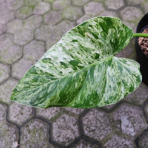 Jual philodendron giganteum marble variegata tanaman hias - Jakarta ...