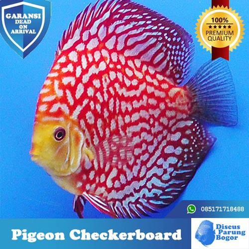 Jual Ikan Discus Pigeon Checkerboard - 4 Inch - Kab. Bogor - Discus ...