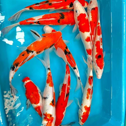 Jual Paket Ikan Koi Blitar 26-30cm Grade A+ 5 Ekor - Kota Bekasi ...