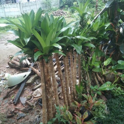 Jual Pohon andong besi batangan hanjuang - Kab. Bogor - Syabilla ...