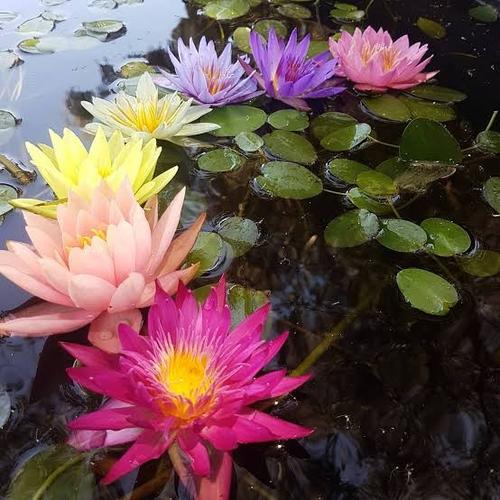 Jual Biji Benih Bibit Bunga Teratai - Nymphaea Water Lily Mix Warna ...