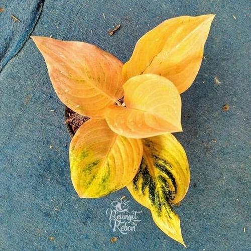 Jual bibit aglonema Golden Love daun 1-3 - Kab. Bogor - kampung ...