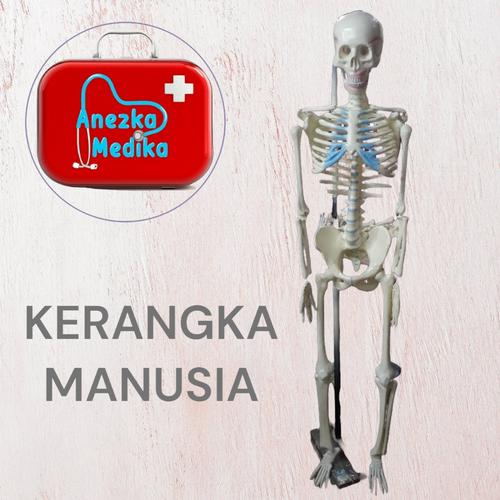 Jual PHANTOM/MANIKIN KERANGKA MANUSIA - Jakarta Timur - ANEZKA MEDIKA ...